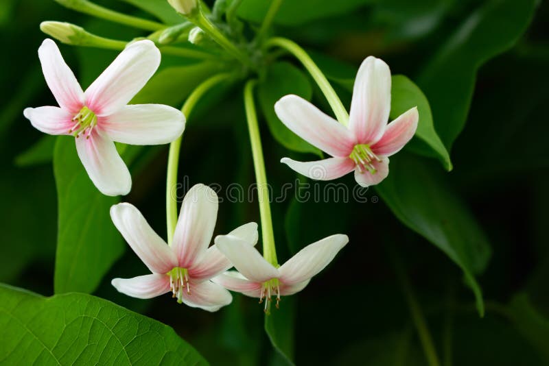 Rangoon creeper flower stock photo. Image of garden - 125255686