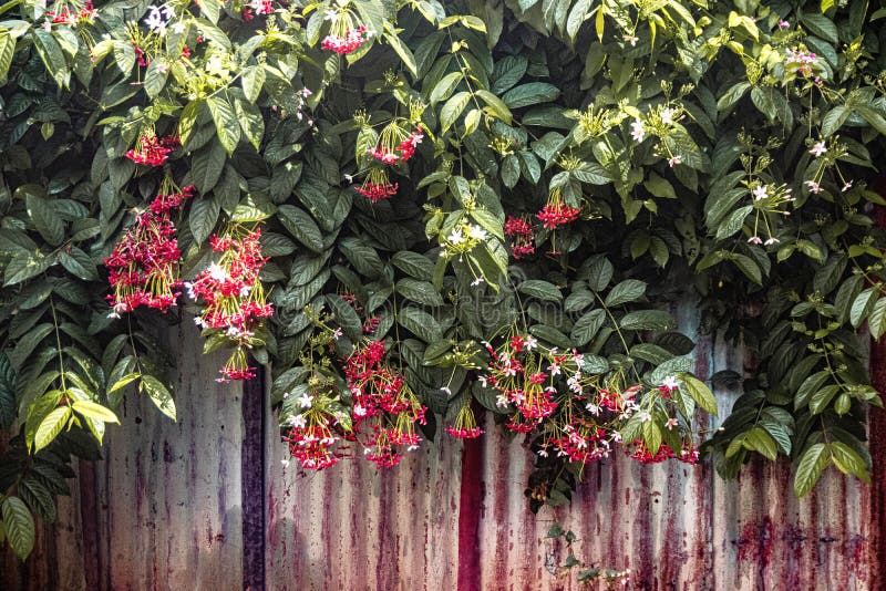 Rangoon Creeper Flowers on a Wall Stock Photo - Image of plant, park ...