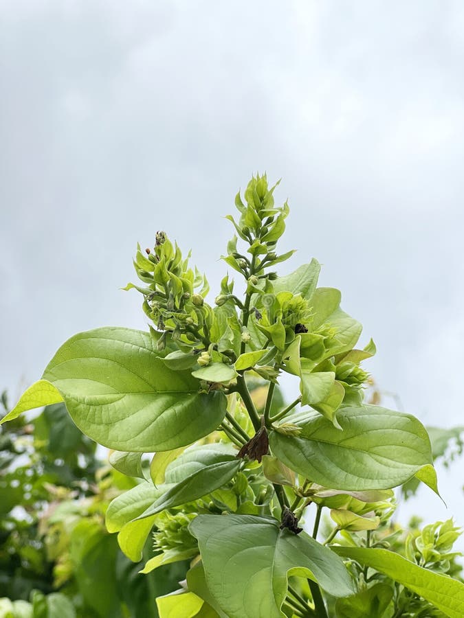 Rangoon Creeper Tree with it S Leaves Stock Image - Image of closeup ...