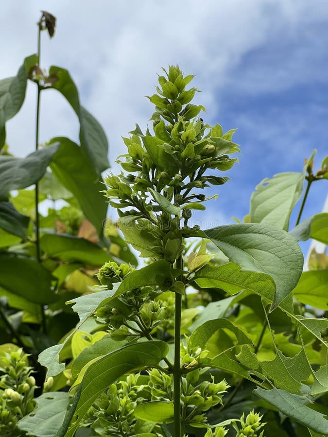 Rangoon Creeper Tree with it S Leaves and Inflorescences Stock Image ...