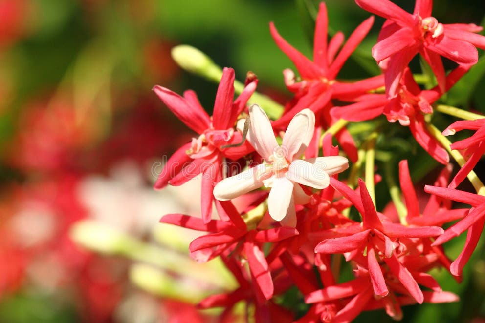 Rangoon creeper stock image. Image of plant, petal, environment - 30515393