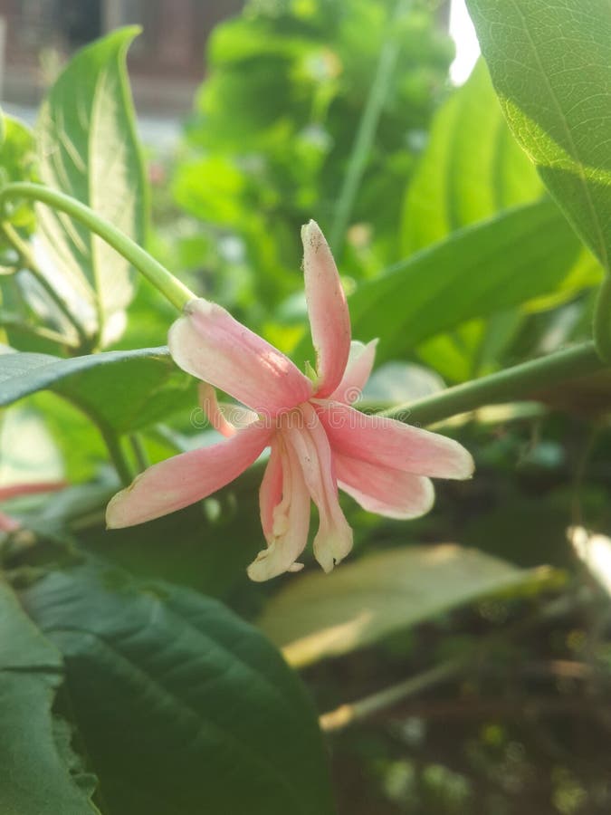 Rangoon flower stock image. Image of floralm, rangoon - 69512431
