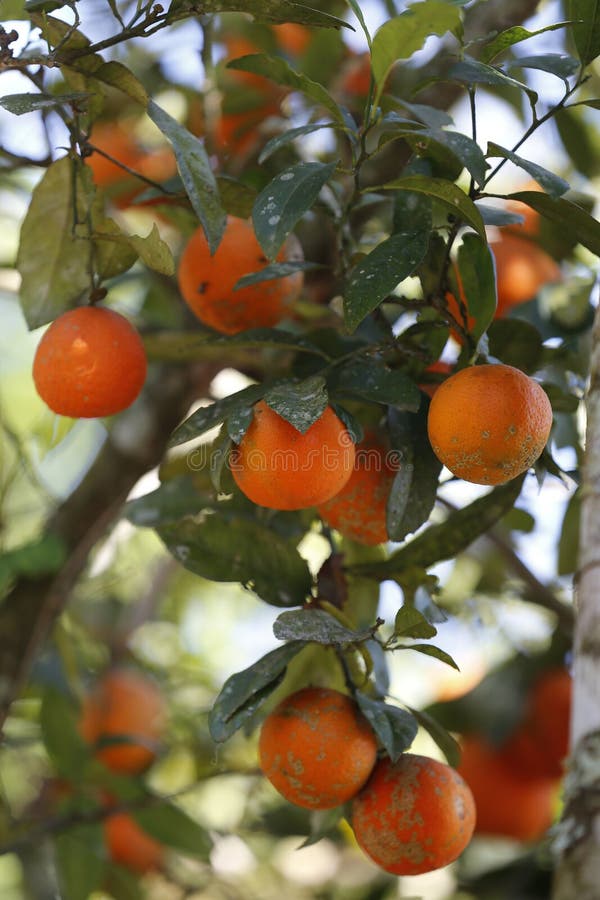 Rangpur Lime Fruit on the Tree Closeup Stock Image - Image of fresh ...