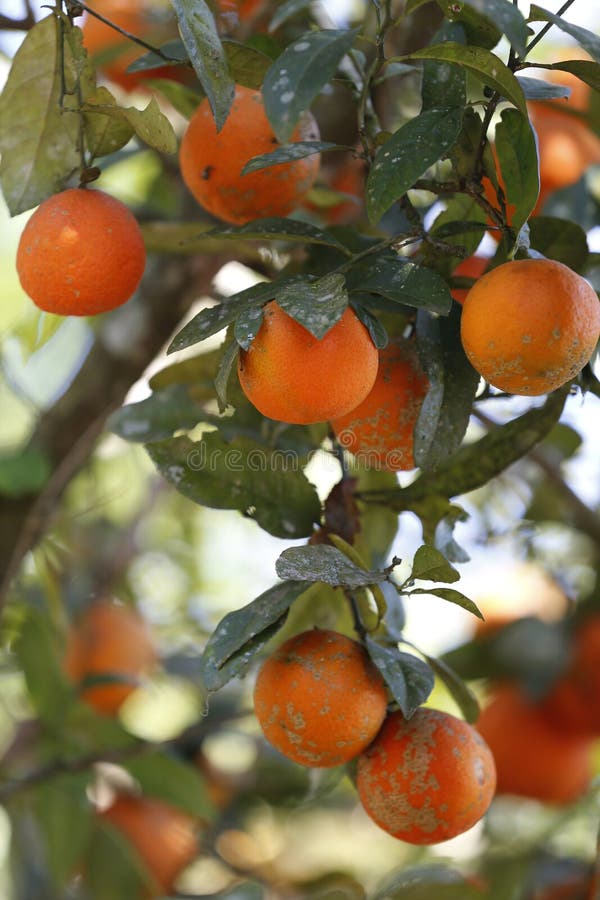 Rangpur Lime Fruit on the Tree Closeup Stock Image - Image of fruitful ...