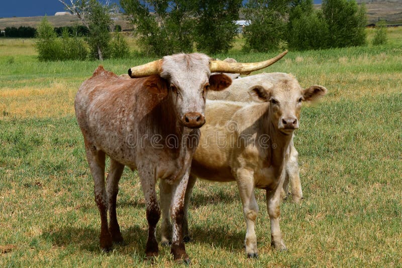 Beef Longhorn Steer Ranch Broken Horn Stock Photos - Free & Royalty ...