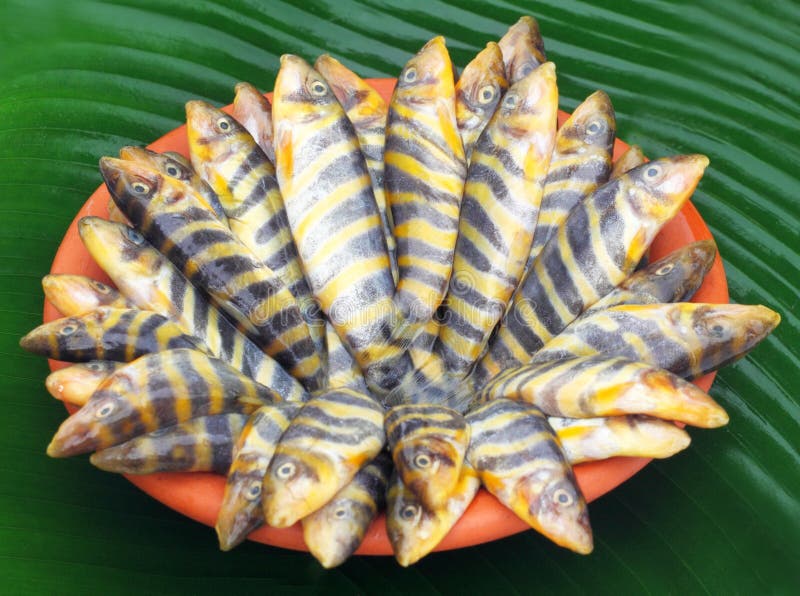 Rani Fish Of Indian Subcontinent Stock Image - Image of festive, dining ...
