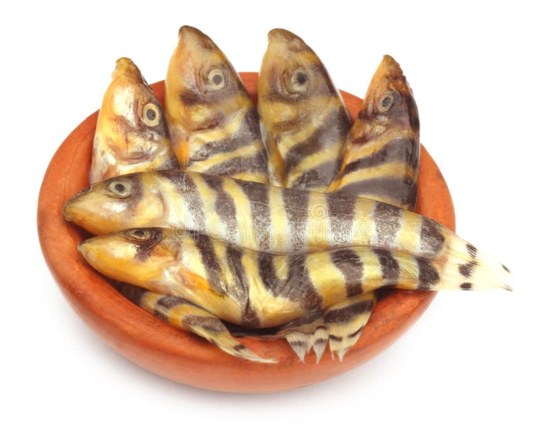 Rani Fish of Indian Subcontinent Stock Image - Image of diets, oily ...