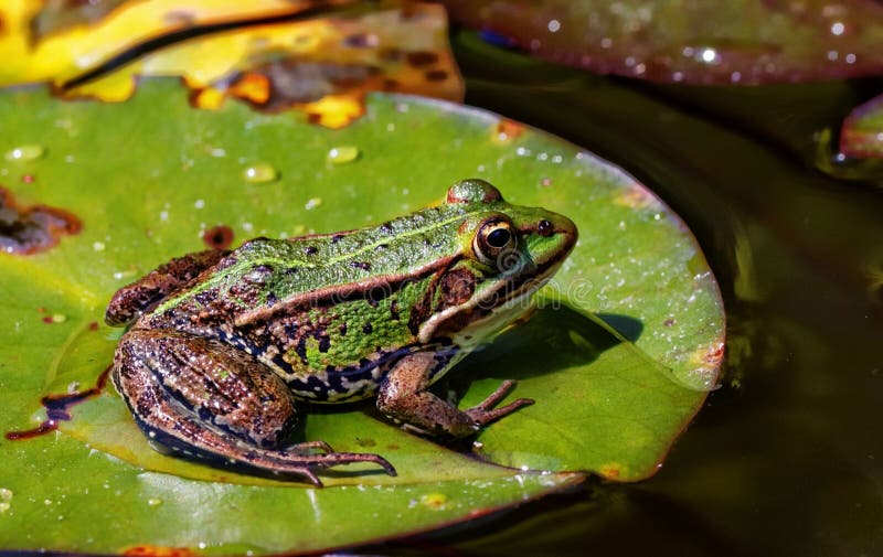 Ranidae, Amphibian, Frog, Bullfrog Stock Image - Image of frog ...