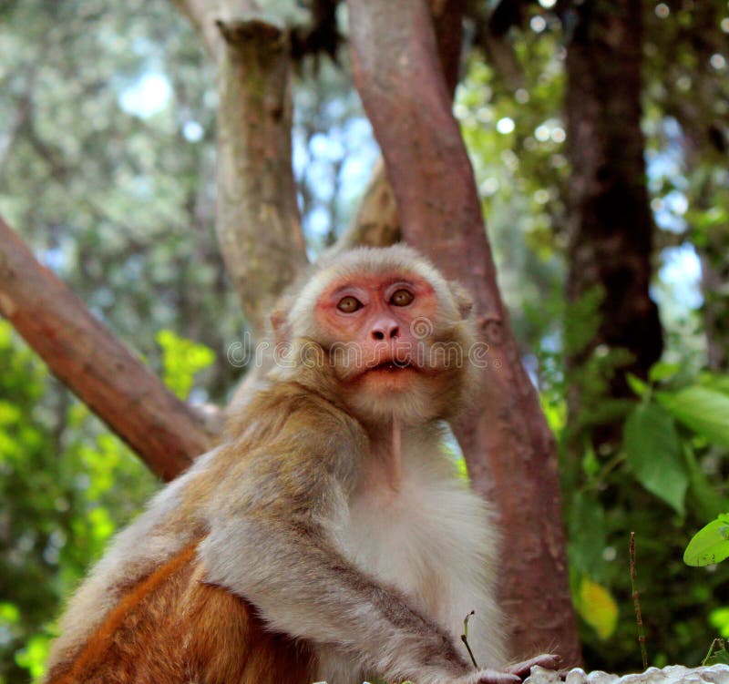 Monkey Sitting on a Wall, Trees are Behind Stock Photo - Image of ...