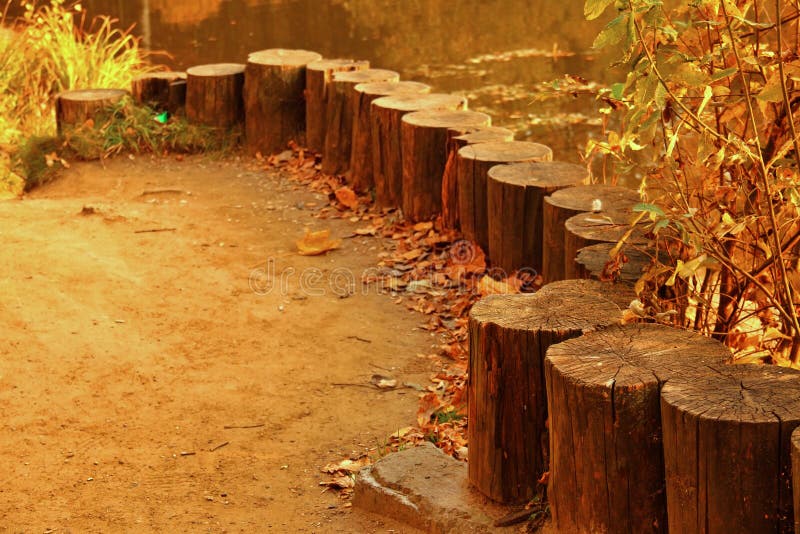 Rank of Stumps for Rest Outdoors in Autumn Stock Image - Image of ...