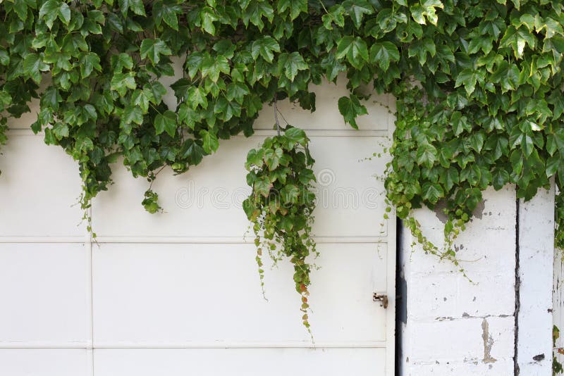 Klättrare fotografering för bildbyråer. Bild av växt - 20144017