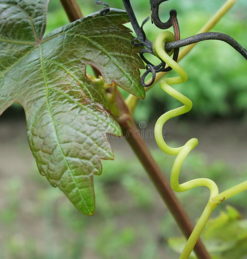 Ranke stockbild. Bild von makro, nave, garten, traube - 31545359