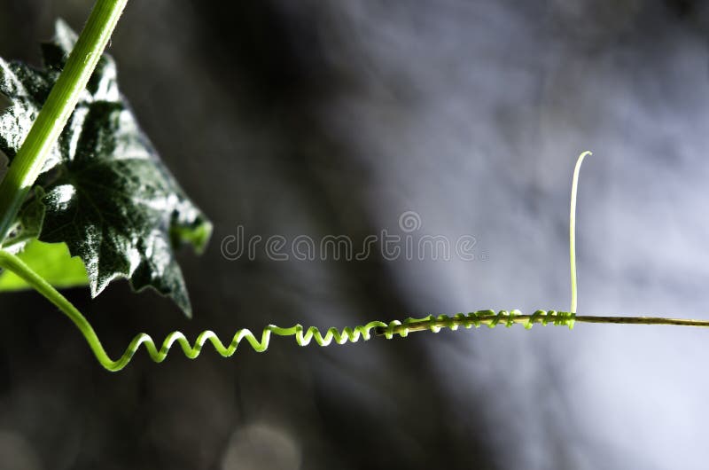 15,363 Ranke Stock Fotos - Freie & Royalty-Free Stock Fotos von Dreamstime