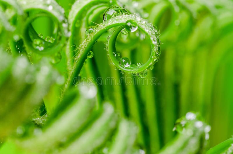 Ranke der Anlage stockfoto. Bild von blatt, tröpfchen - 63861116