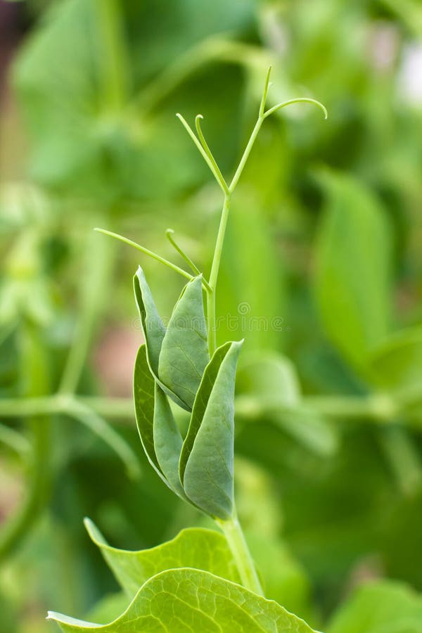 Ranke Stockfotos und Bilder - Laden Sie 655 lizenzfreie Fotos herunter