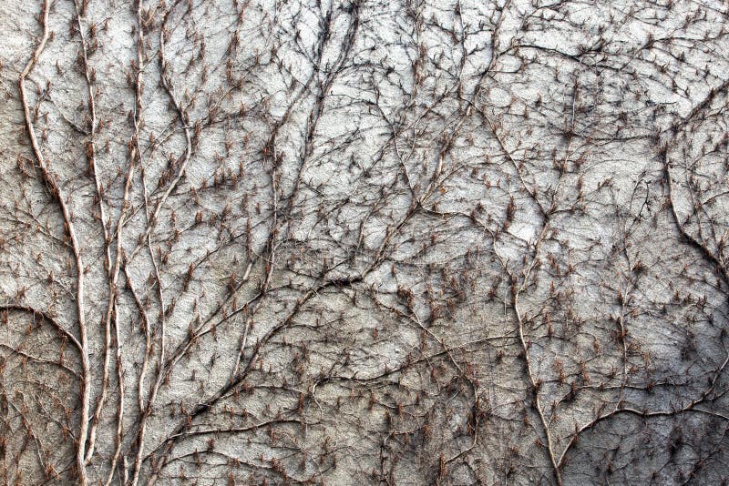 Ranken stockbild. Bild von wachstum, winter, baum, auszug - 30988033