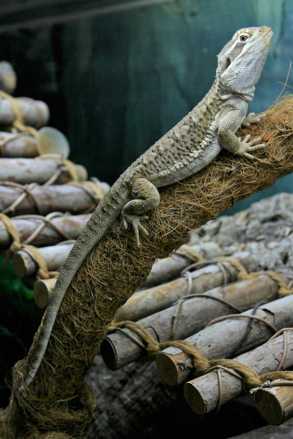A Rankin`s Dragon Lizard is Resting on a Branch in a Terrarium Stock ...