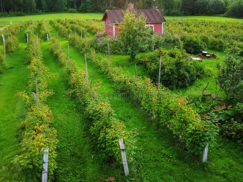 The Ranks of Raspberry Bush in the Garden on the Farm Stock Photo ...