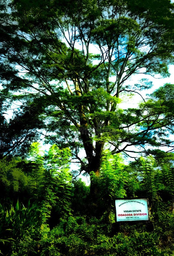 Rannagala Stock Photos - Free & Royalty-Free Stock Photos from Dreamstime