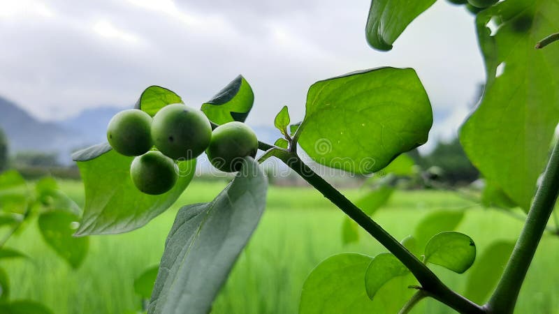 Ranti Tree Fruit Vegetable Green Stock Photos - Free & Royalty-Free ...