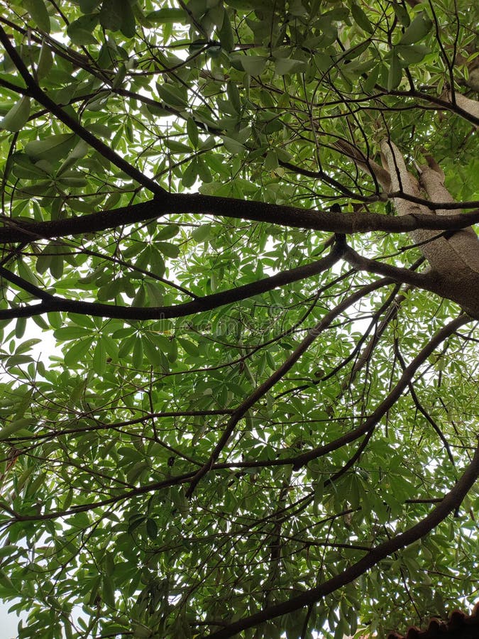 Ranting pohon kering stock photo. Image of ranting, pohon - 206365460