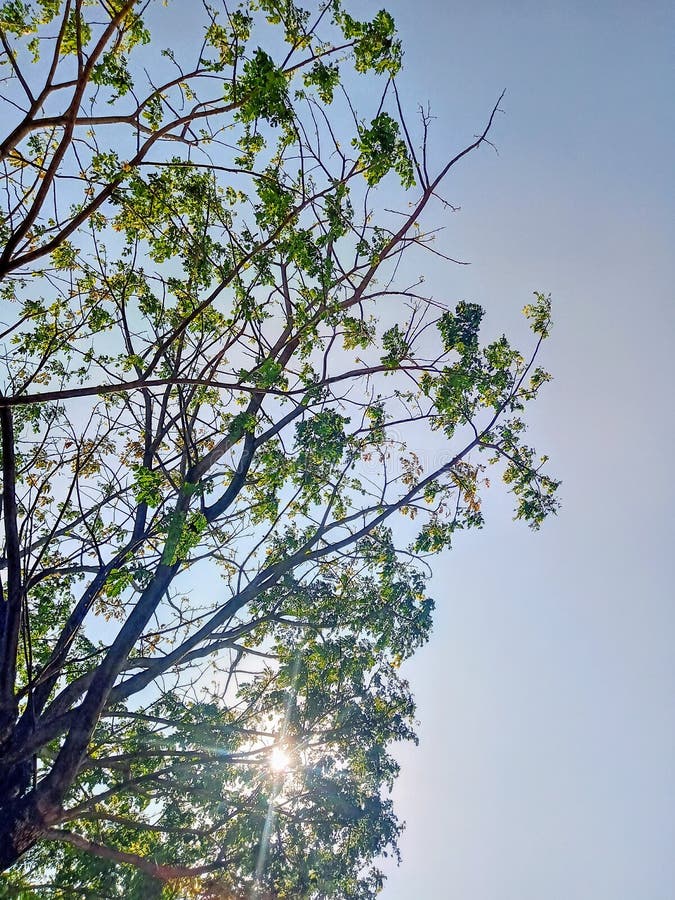 Ranting pohon kering stock photo. Image of ranting, pohon - 206365460