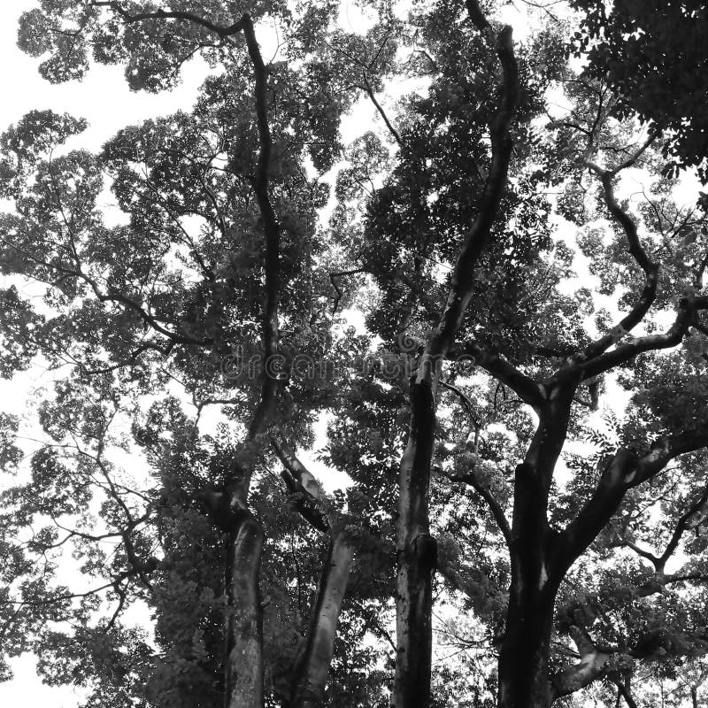 Ranting Senja stock photo. Image of tree, ranting, senja - 263241882