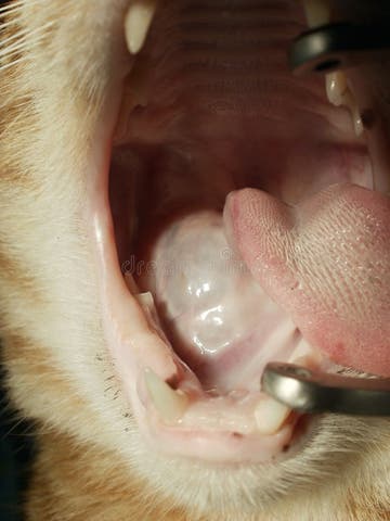 Ranula in mouth of cat. stock photo. Image of cavity - 26691412