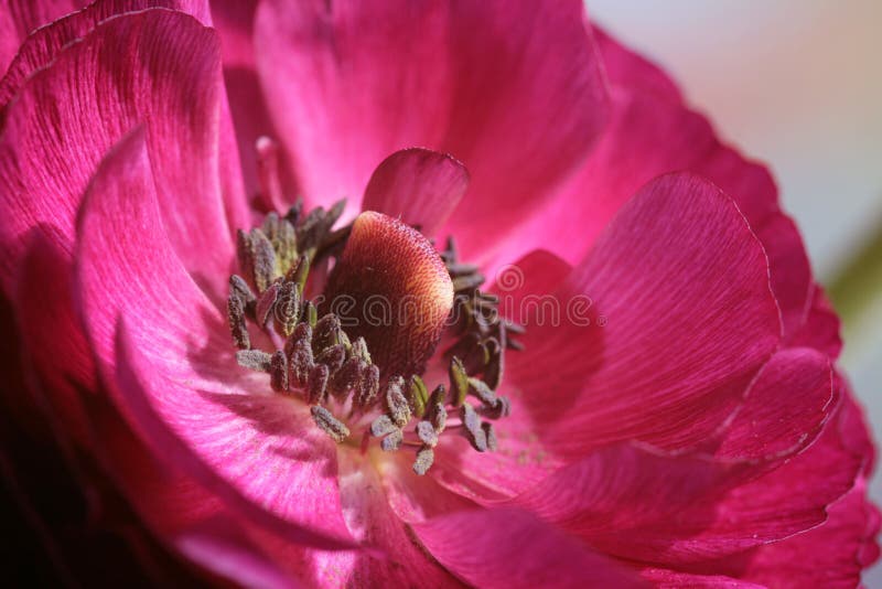 Fiore di ranuncolo magenta immagine stock. Immagine di decorazione ...