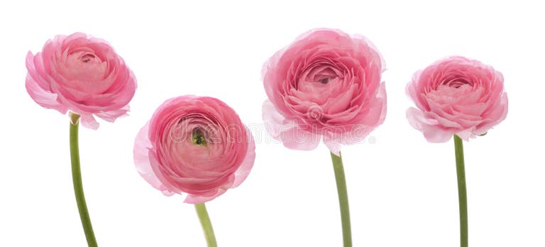 44,814 Ranunculus Aconitifoli Stock Photos - Free & Royalty-Free Stock ...