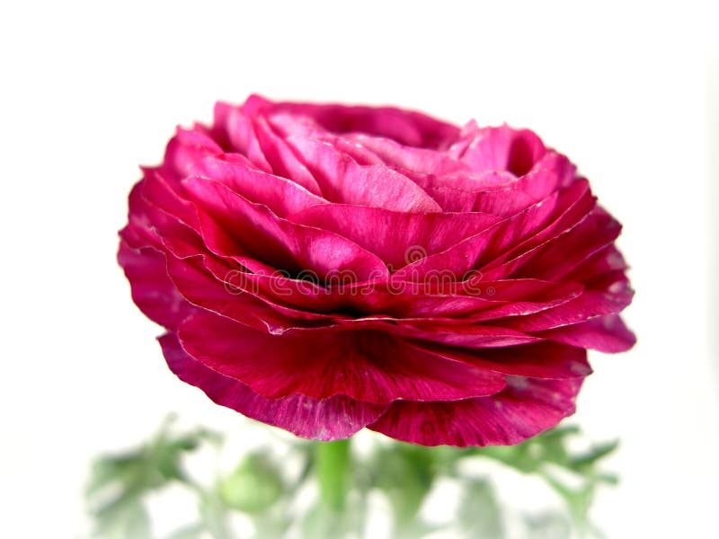 Ranunculus photo stock. Image du mauve, environnement - 47787424