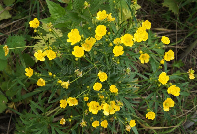 Ranunculus acris flowers stock image. Image of season - 93688541