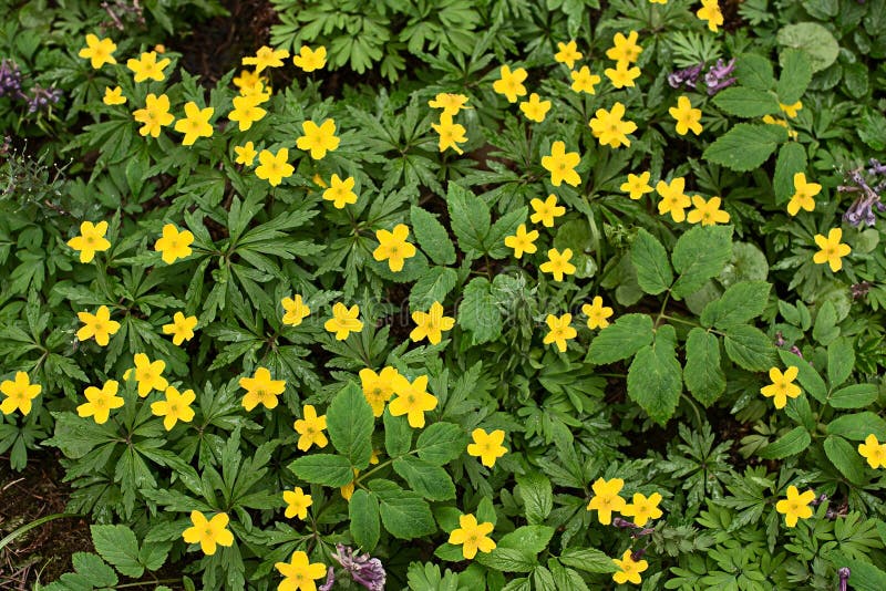 Ranunculus acris stock photo. Image of colorful, green - 95503762