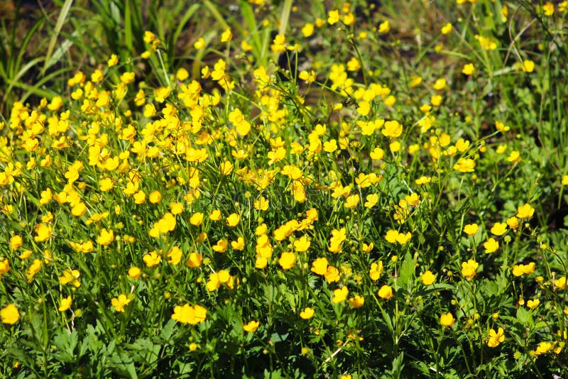 Ranunculus Acris Meadow Buttercup, Tall Buttercup, Common Buttercup ...