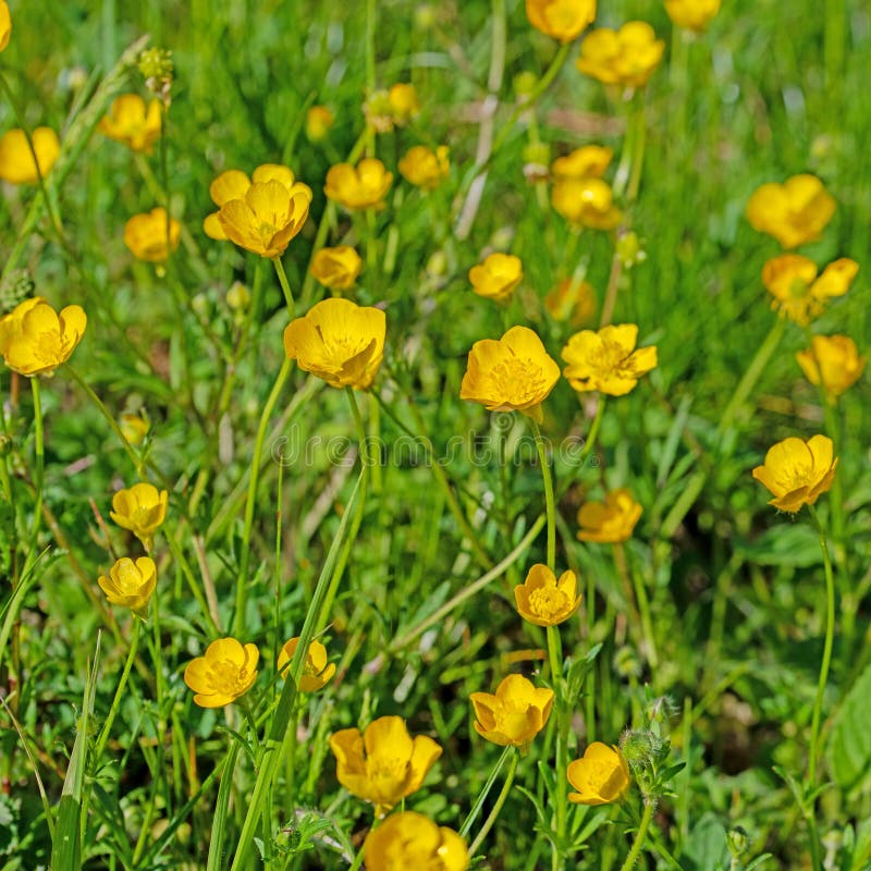 Ranunculus acris in spring stock photo. Image of butter - 387248674