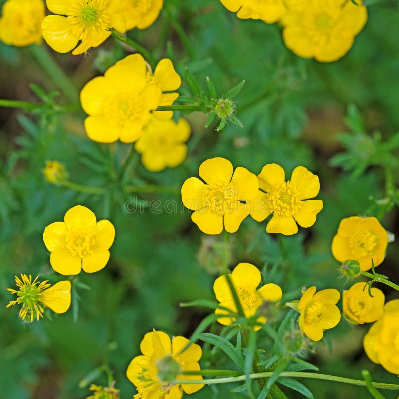 Ranunculus acris in spring stock image. Image of yellow - 387248689