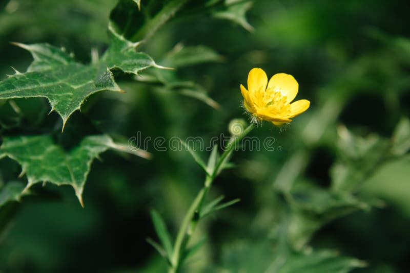 Devil S Corn Field Death Valley California Stock Image - Image of ...