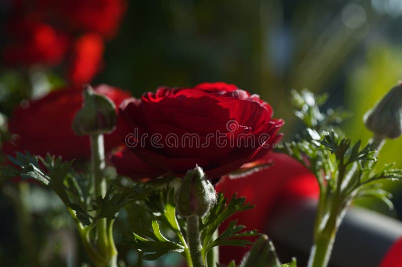 Ranunculus Asiaticus, Common Name: Persian Buttercup Stock Photo ...
