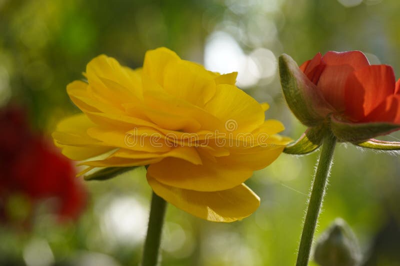 Ranunculus Asiaticus, Common Name: Persian Buttercup Stock Photo ...