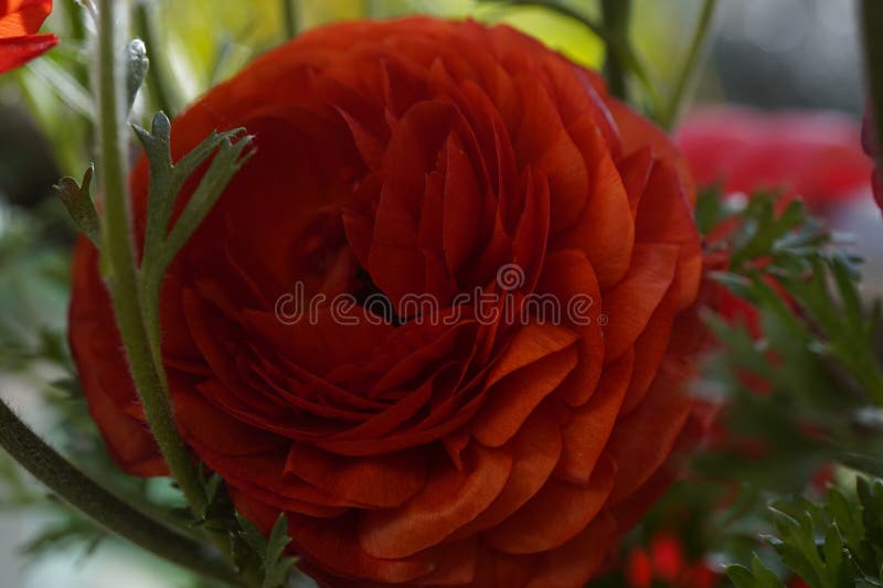 Ranunculus Asiaticus, Common Name: Persian Buttercup Stock Image ...