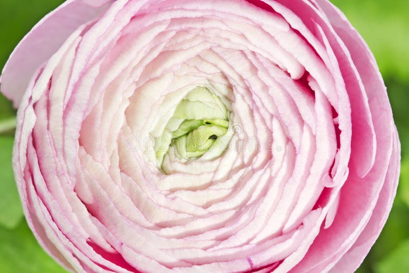 Ranunculus Asiaticus Flower Stock Photo - Image of present, growth ...