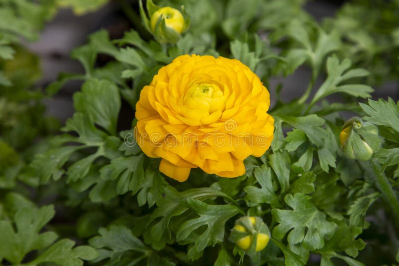 Ranunculus Asiaticus Flower, Persian Buttercup Stock Image - Image of ...