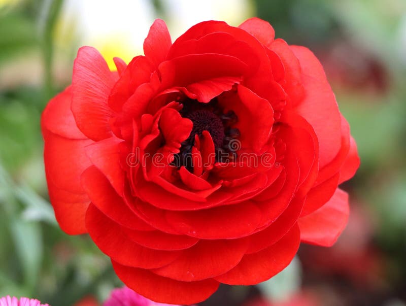Ranunculus Asiaticus (Persian Buttercup) Stock Image - Image of ...