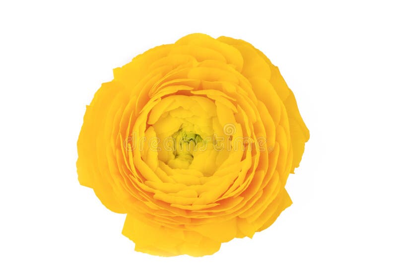 Ranunculus Asiaticus, Persian Buttercup Yellow Color Stock Image ...