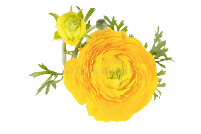 Ranunculus Asiaticus, Persian Buttercup Yellow Color Stock Photo ...
