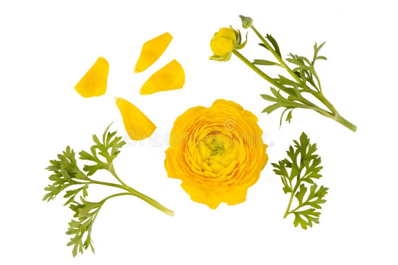 Ranunculus Asiaticus, Persian Buttercup Yellow Color Stock Photo ...