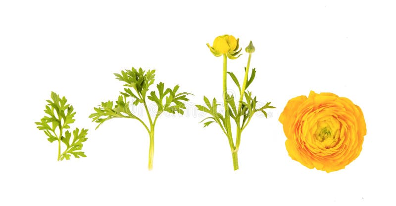 Ranunculus Asiaticus, Persian Buttercup Yellow Color Stock Photo ...
