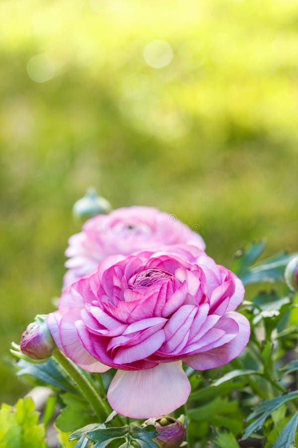 Ranunculus asiaticus stock image. Image of light, birthday - 39050839
