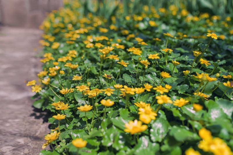 Ranunculus Auricomus, Spring Time Stock Photo - Image of colors ...