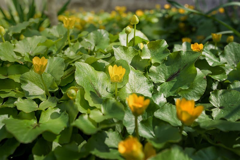Ranunculus Auricomus, Spring Time Stock Image - Image of pollen, close ...
